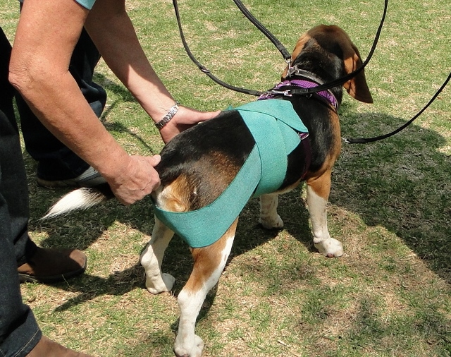 How to TTouch a Dog – Tellington TTouch Southern Africa