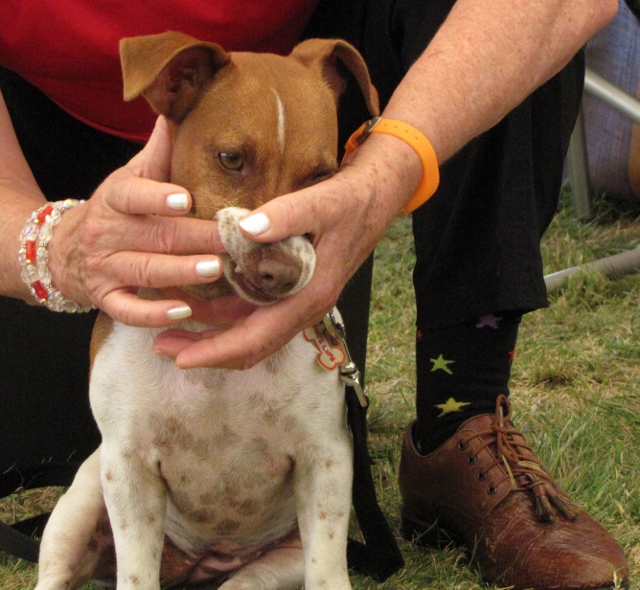 How to TTouch a Dog – Tellington TTouch Southern Africa
